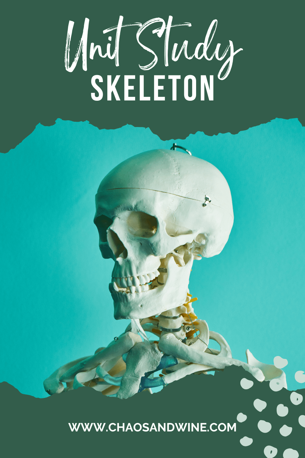 Skeleton Unit Study - Our Favorite Resources